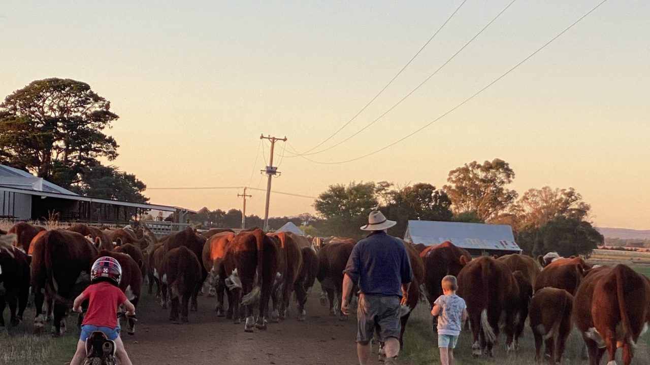 Valma Stud | Poll Hereford | Poll Dorset | White Suffolk Stud