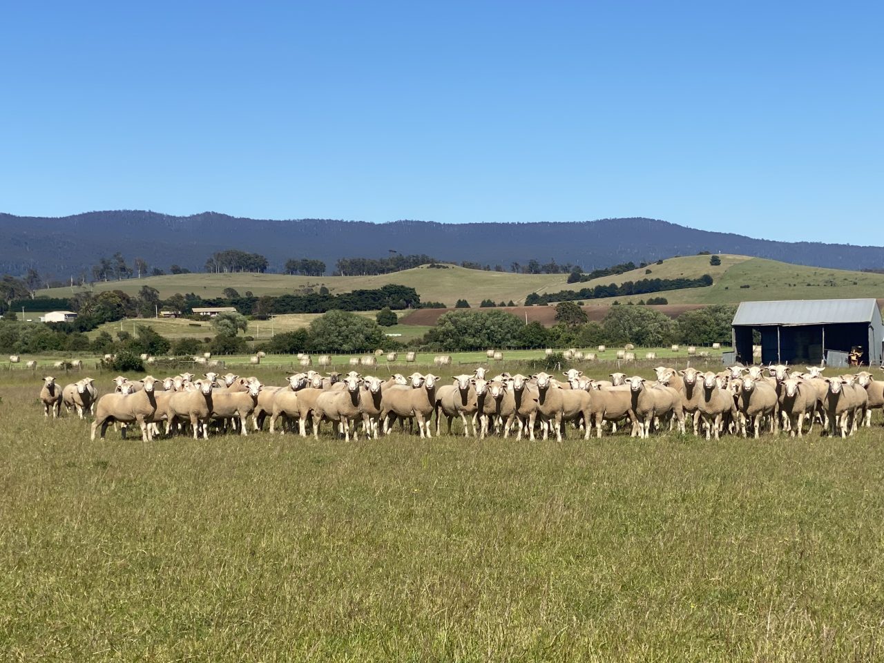Valma Stud | Poll Hereford | Poll Dorset | White Suffolk Stud