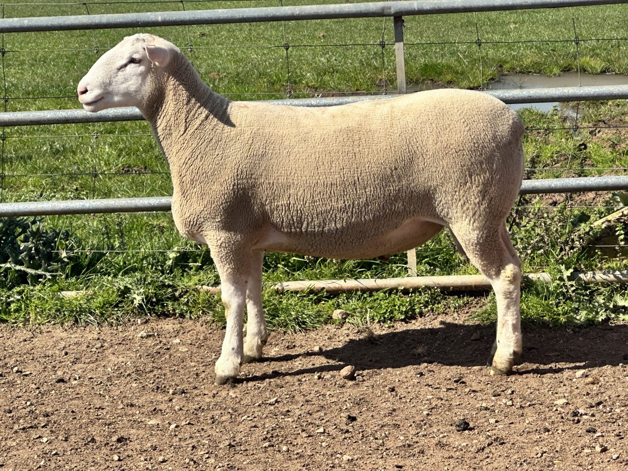 Our Breeds | Valma Stud