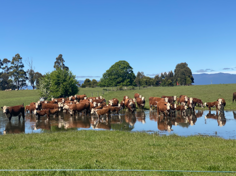 Valma Stud | Poll Hereford | Poll Dorset | White Suffolk Stud