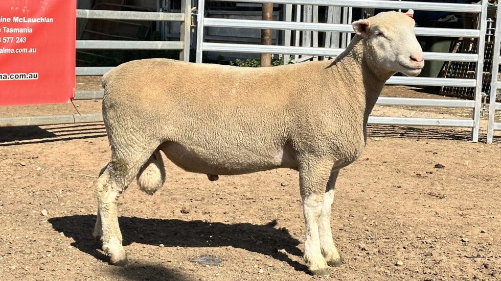 Poll Dorset | Valma Stud