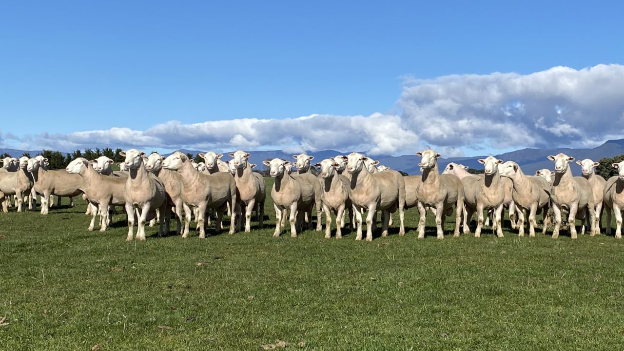 Valma Stud | Poll Hereford | Poll Dorset | White Suffolk Stud