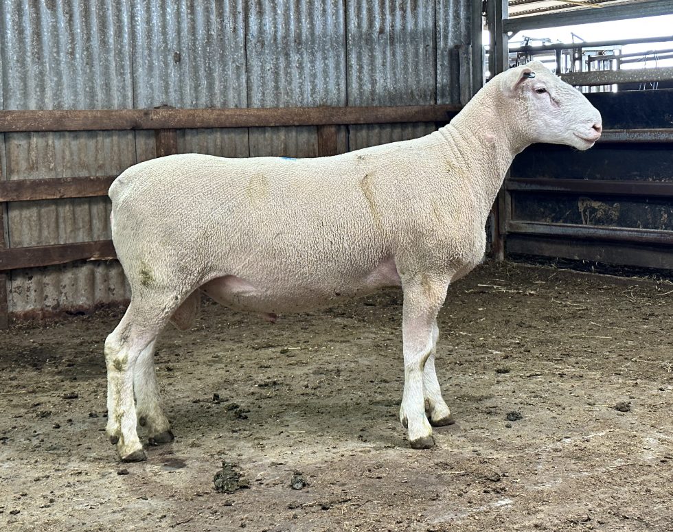 Poll Dorset | Valma Stud