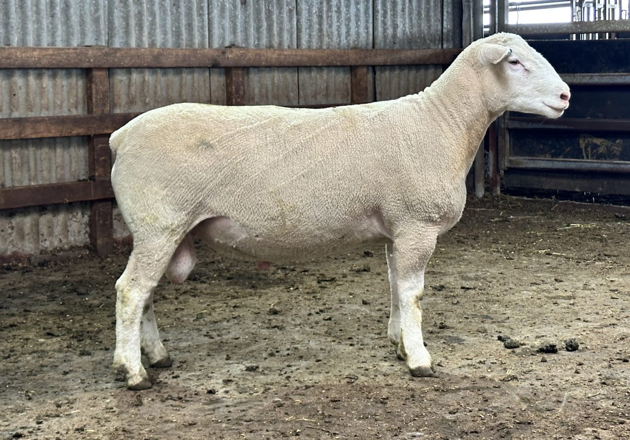 Poll Dorset | Valma Stud