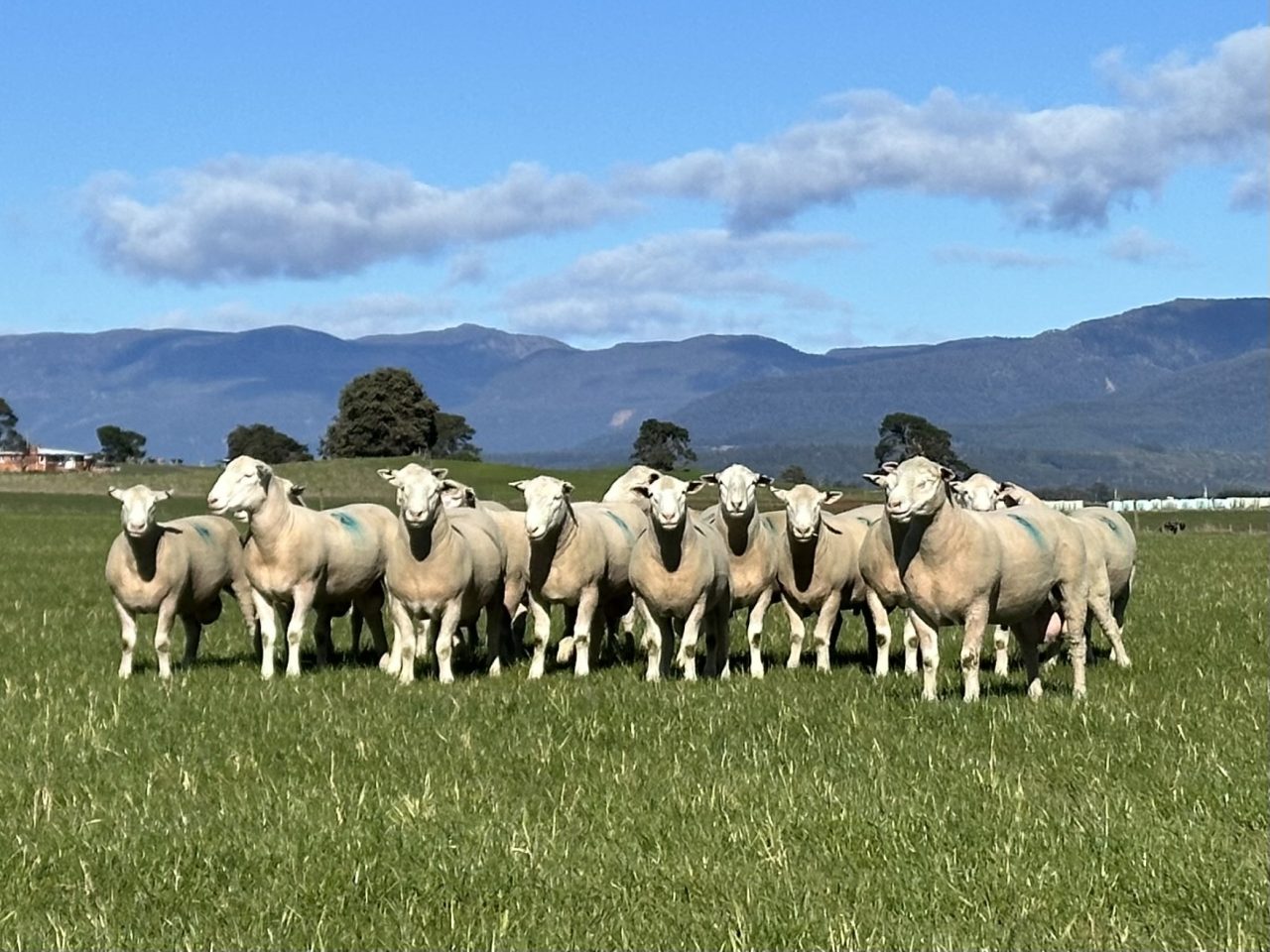 Valma Stud | Poll Hereford | Poll Dorset | White Suffolk Stud